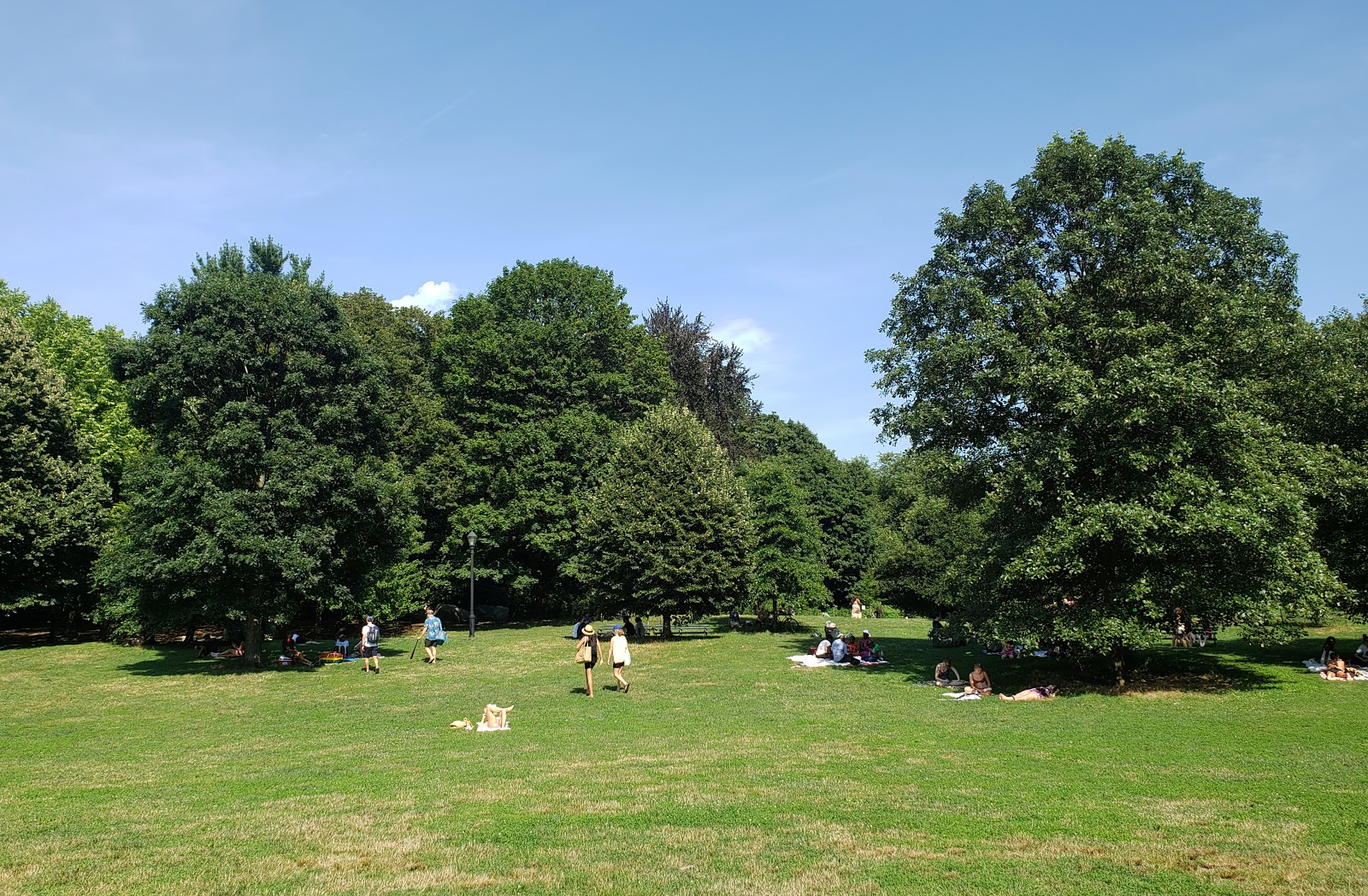 NYC’s Trees: A Natural Defense Against Heat, but Not Equally Shared ...