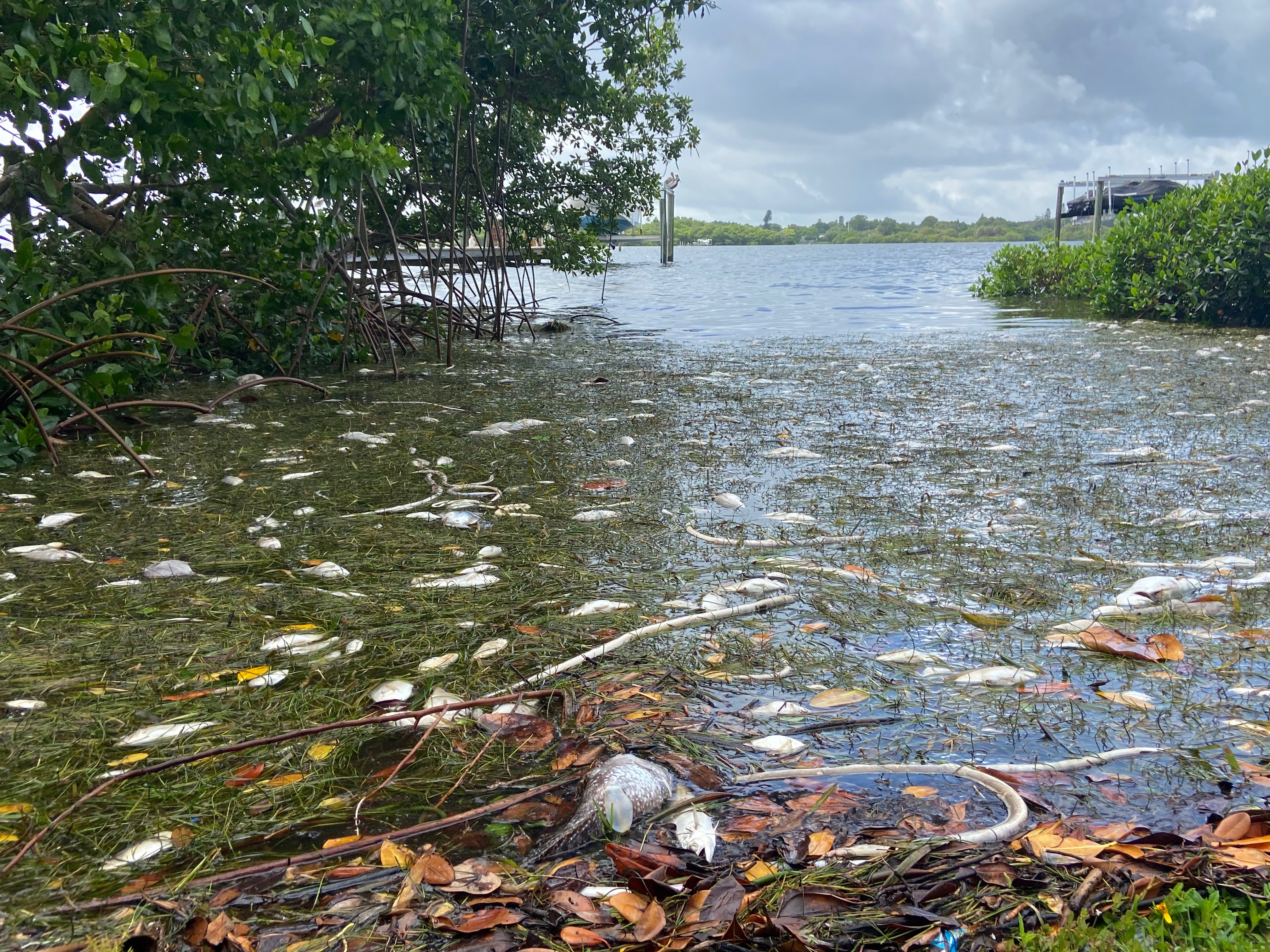 Solutions on the Half-Shell | Pulitzer Center: 1619 Project