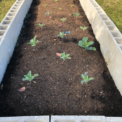 Da' Gardens | Pulitzer Center: 1619 Project