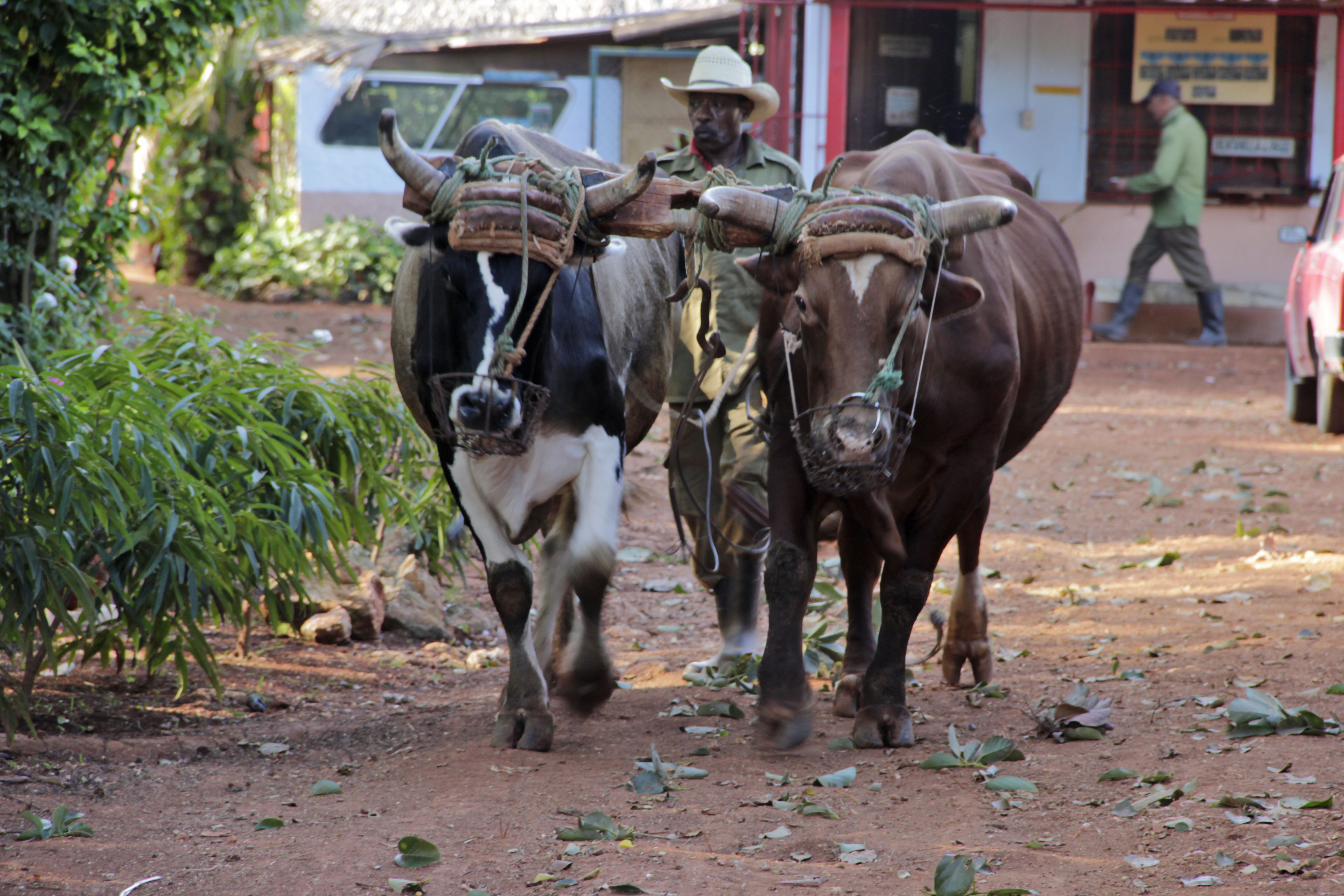Sustainable Cuban Farming Model in a Gas-Driven World | Pulitzer Center ...