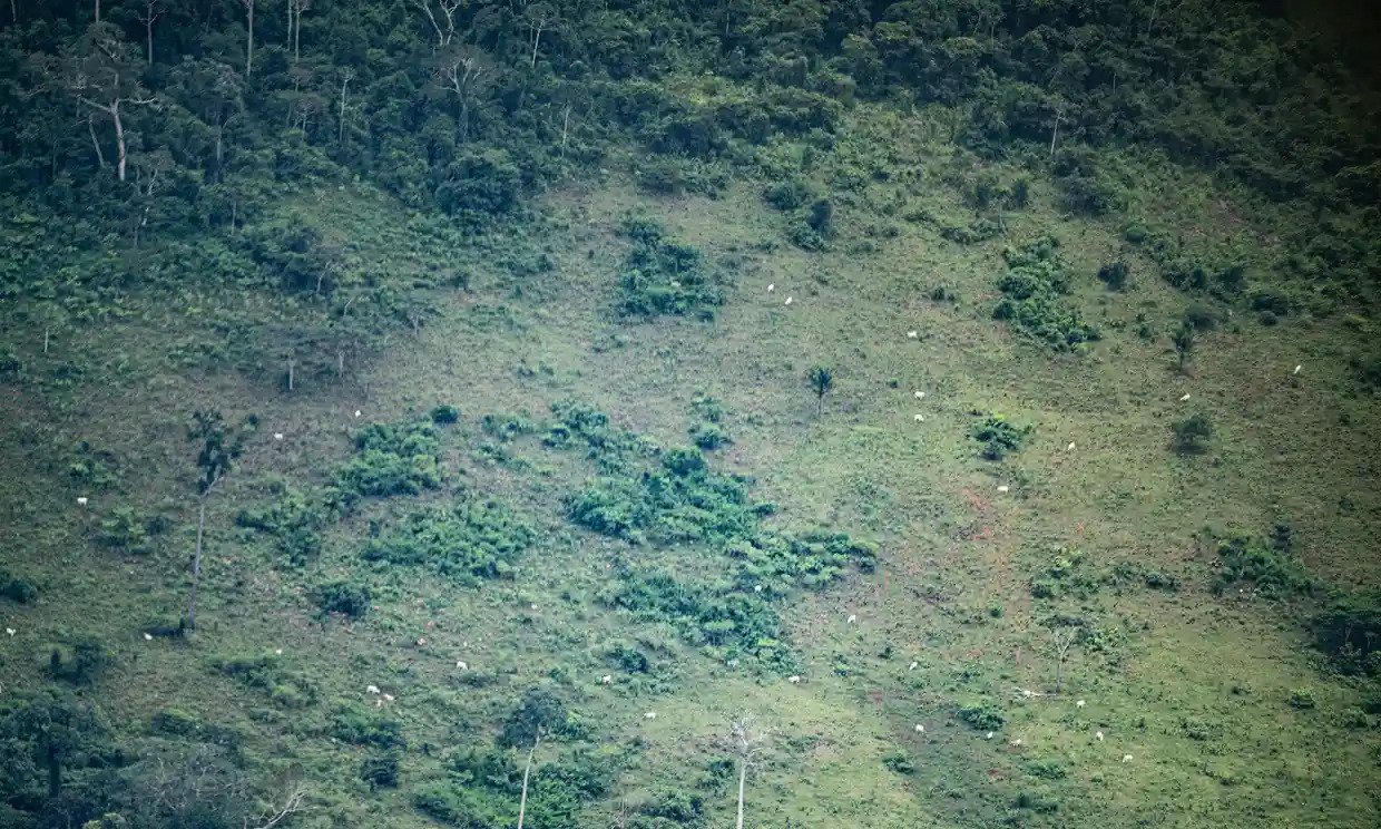 How Indigenous People Protect the World’s Forests | Pulitzer Center ...