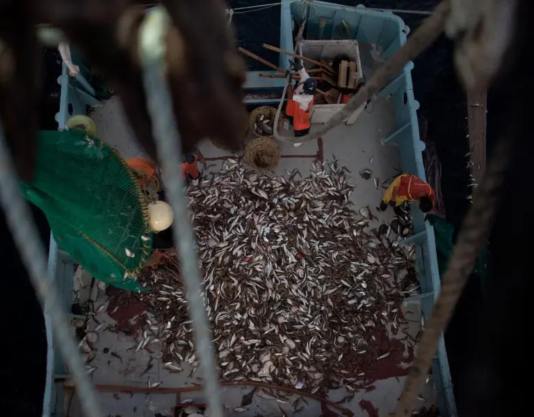 Two Fish, One Fish, Don’t Fish, Ton Fish | Pulitzer Center: 1619 Project