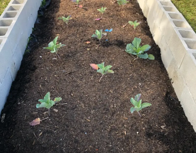 Da' Gardens | Pulitzer Center: 1619 Project