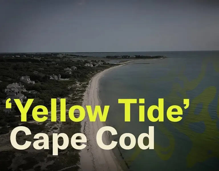 Cape Cod Faces a Rising 'Yellow Tide' | Pulitzer Center: 1619 Project