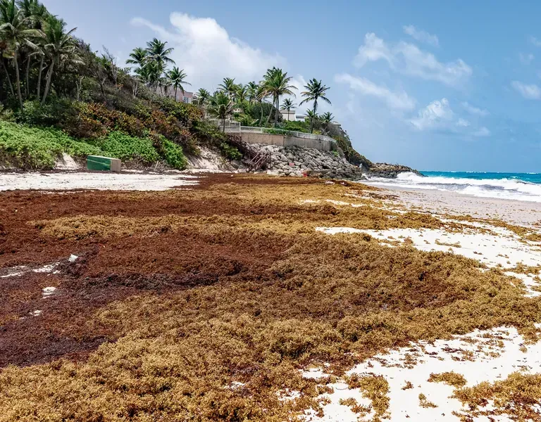 Sargassum, the New ‘Caribbean Gold’?: Challenges and Opportunities ...
